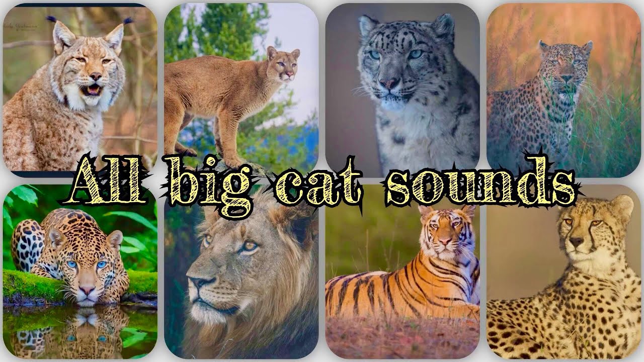 All Big Cat Sounds | Lion, Tiger, Leopard, Jaguar, Cheetah & More - YouTube