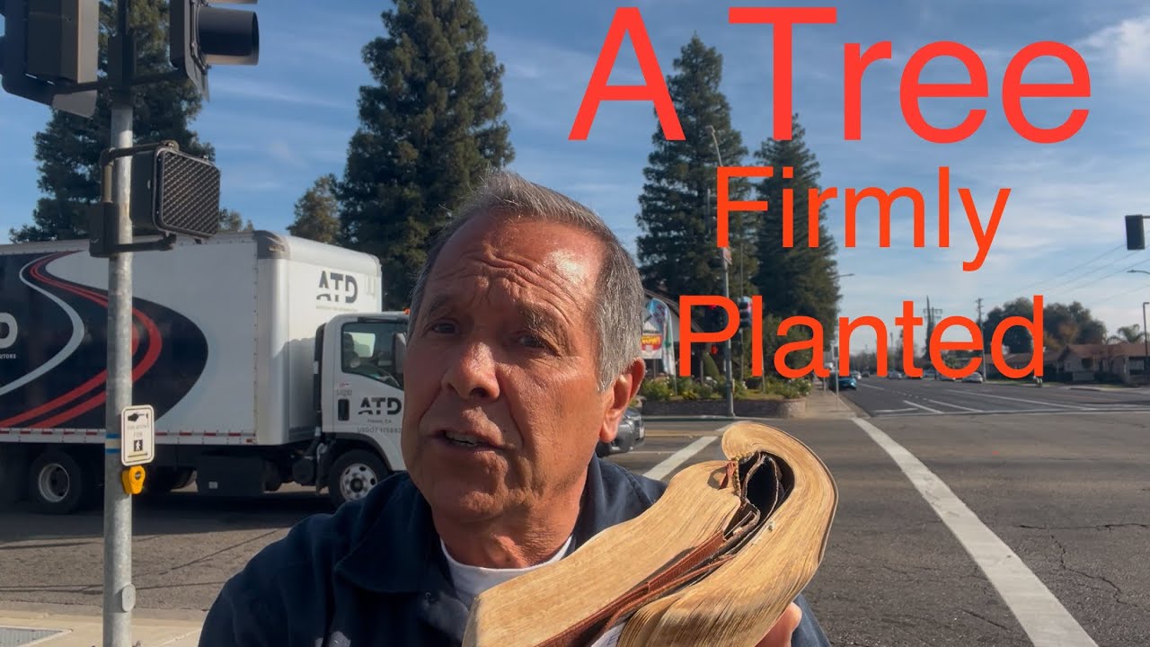 @ A Tree Firmly Planted -554 - YouTube