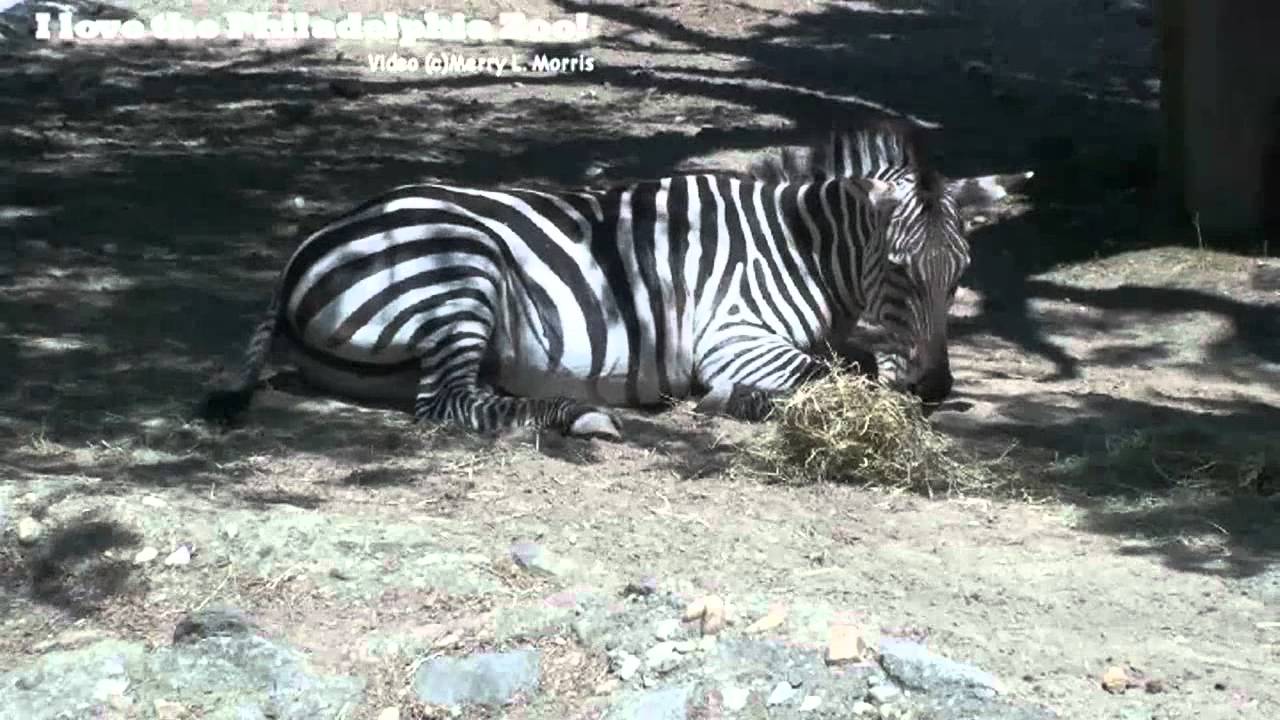 Philadelphia Zoo Zebras on a Very Hot Day in July - YouTube