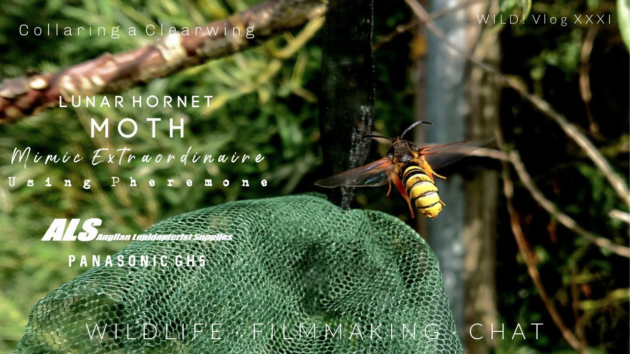 Capturing a Clearwing! The Lunar Hornet Moth - using Pheremone ...