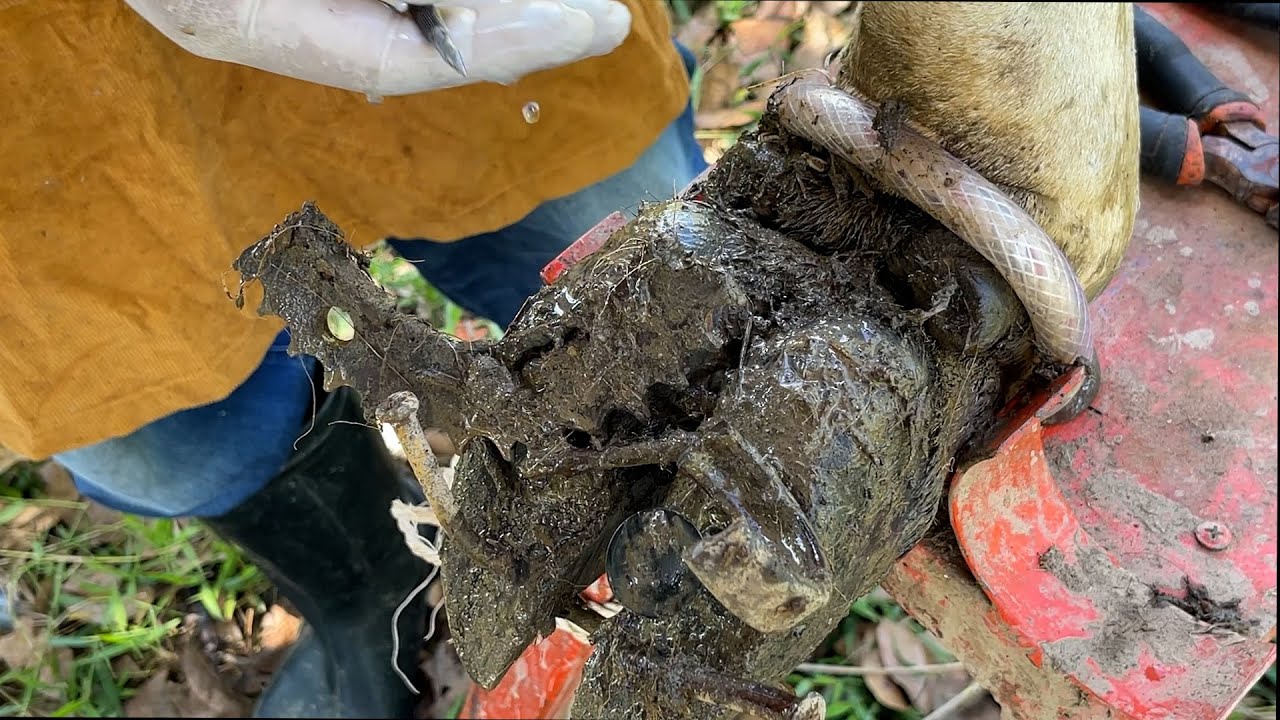 Nicely!! Cleaning the cow's feet and removing the iron - YouTube
