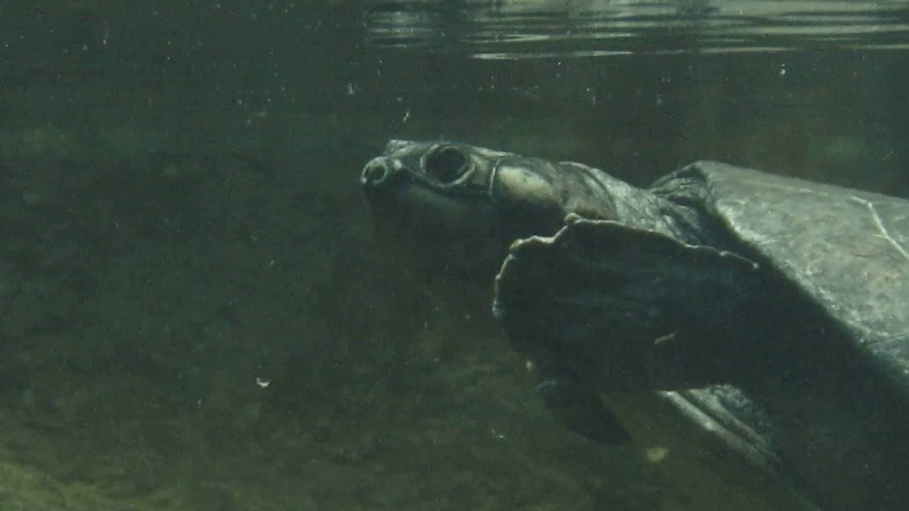 Geoffrey's Sideneck Turtle (Phrynops geoffroanus) - YouTube