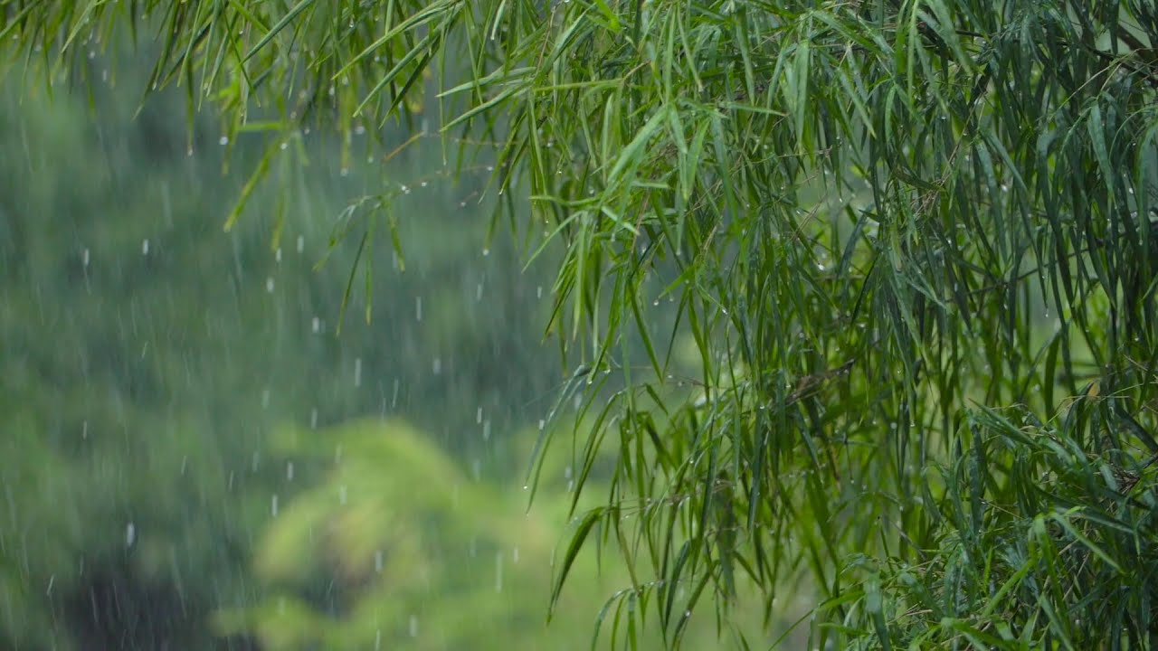 Serenade of the Rainforest: Bamboo in the Rain - YouTube