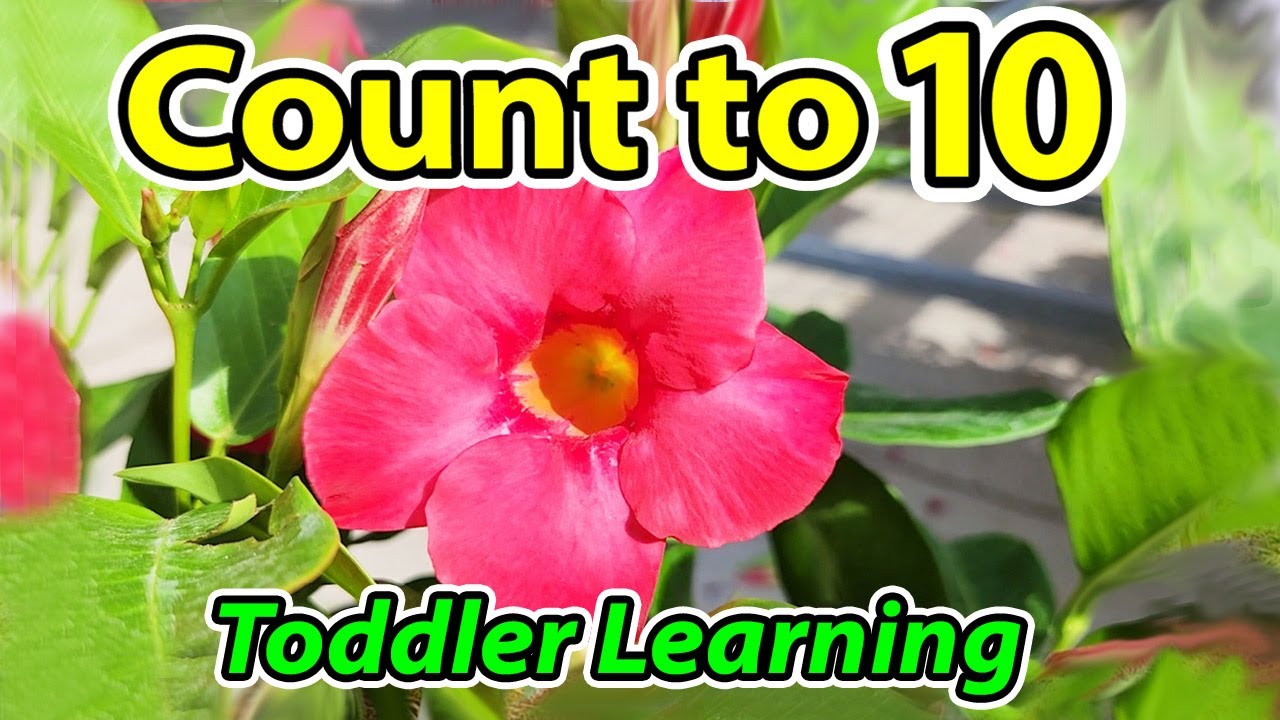 Learn to Count to 10 - Educational Videos for Kids | Kindergarten ...