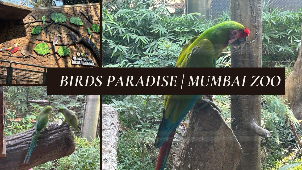 Birds Paradise at Mumbai Zoo | Veermata Jijabai Bhosale Botanical Udyan ...