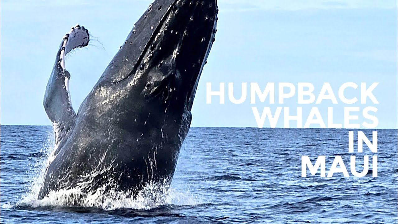 Whale Watch Tour in Maui | Humpback Whales Breaching | Mating Ritual ...
