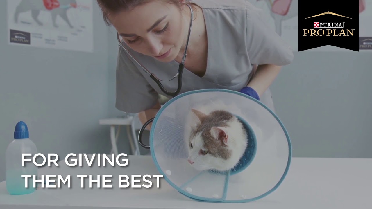 Thank you Vets! - YouTube