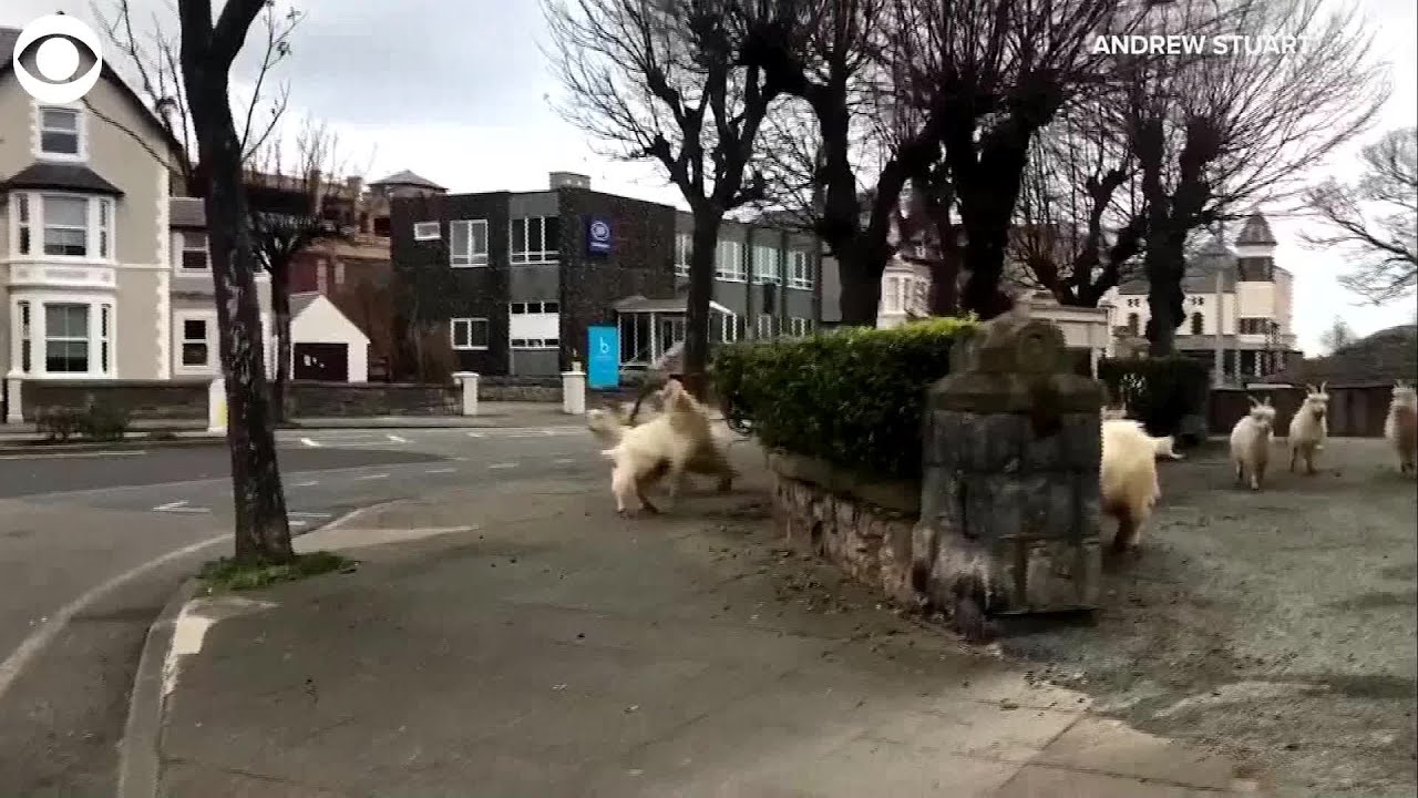 WEB EXTRA: Goats Roam Empty UK Streets During Lockdown - YouTube