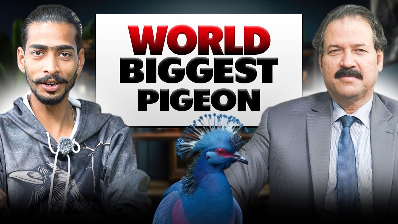 This is the World’s Biggest Victoria Crowned Pigeon Ever Found! - YouTube