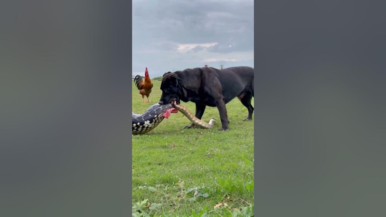 The dog was fighting the python, but the chicken just stood and watched ...