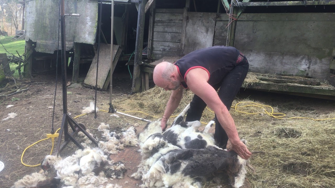 Jacob shearing March 23 2019 - YouTube