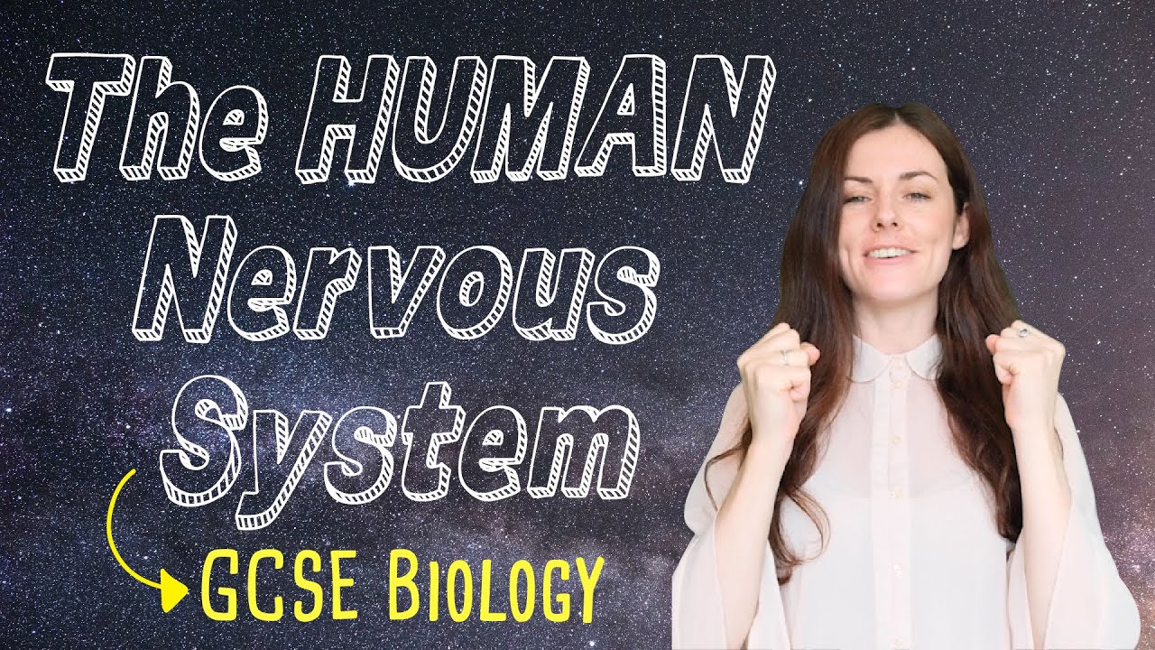 HUMAN NERVOUS SYSTEM GCSE Biology 9-1 | Combined Sci (Revision & Qs ...