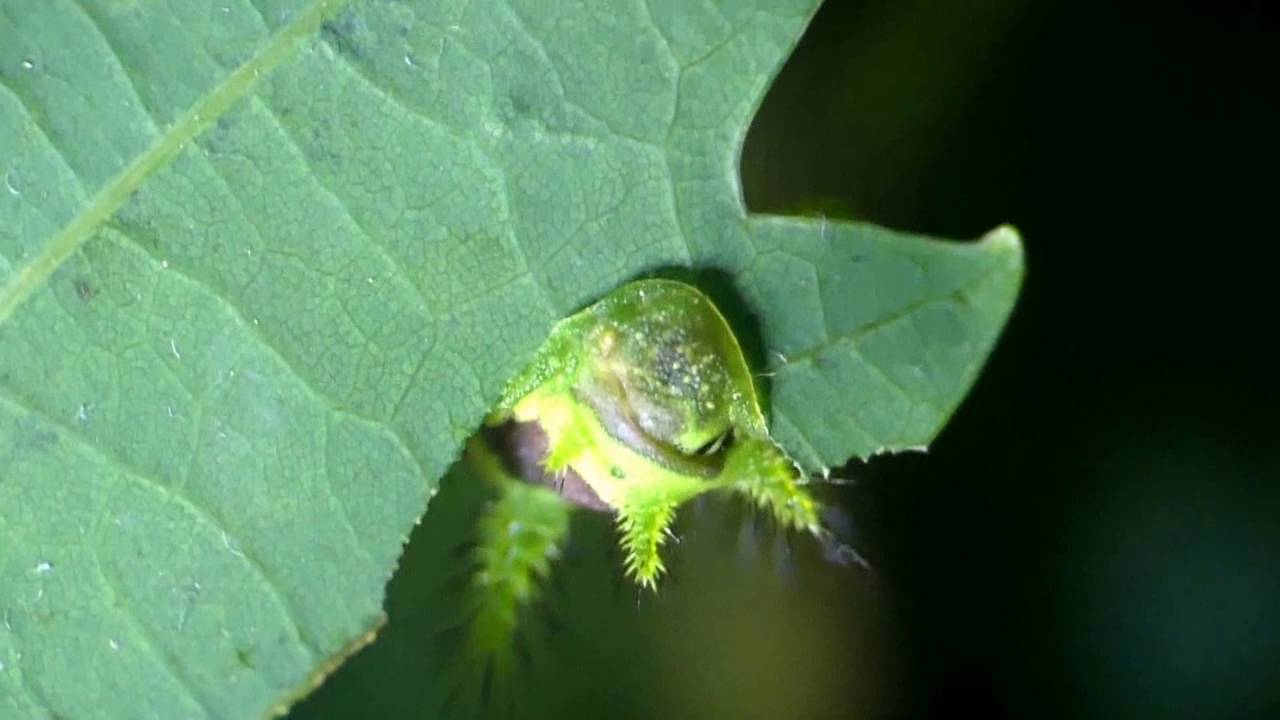 Monema Slug Caterpillar Eating Oak Leaf in Timelapse イラガ（蛾）幼虫がミズナラの葉を食害 ...