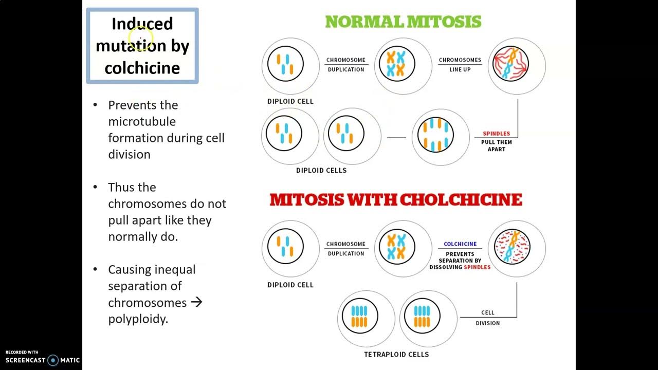LECTURE CHAPTER 7 MUTATION PART 11 - YouTube