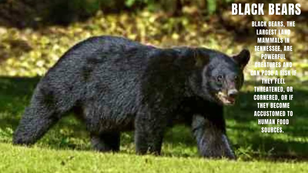 Tennessee Wildlife: Discover Incredible Animals! [Must-See Guide]