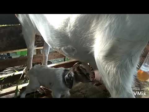 ## nenen kambing#susu kambing