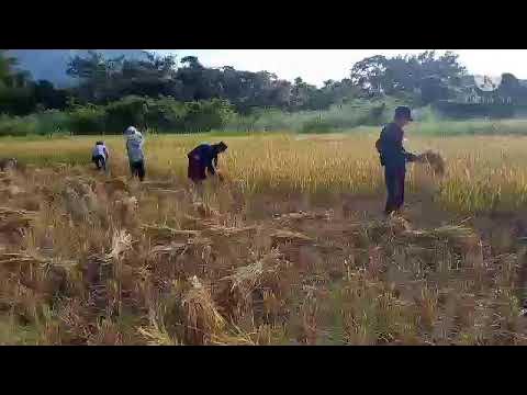 hnub no mus hlai nplej lom zem kawg nawb - YouTube