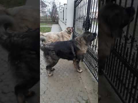 Atila - Kavkaski ovčar 10 mjeseci..