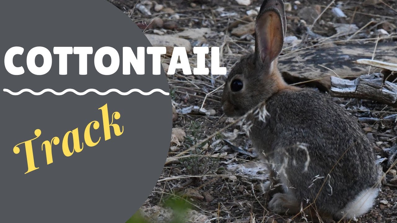 Cottontail Track | Tracking Wildlife - YouTube