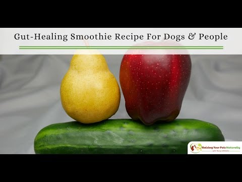Healthy Homemade Dog Treat Recipe | Healthy Dog Smoothie Recipe for Gut ...