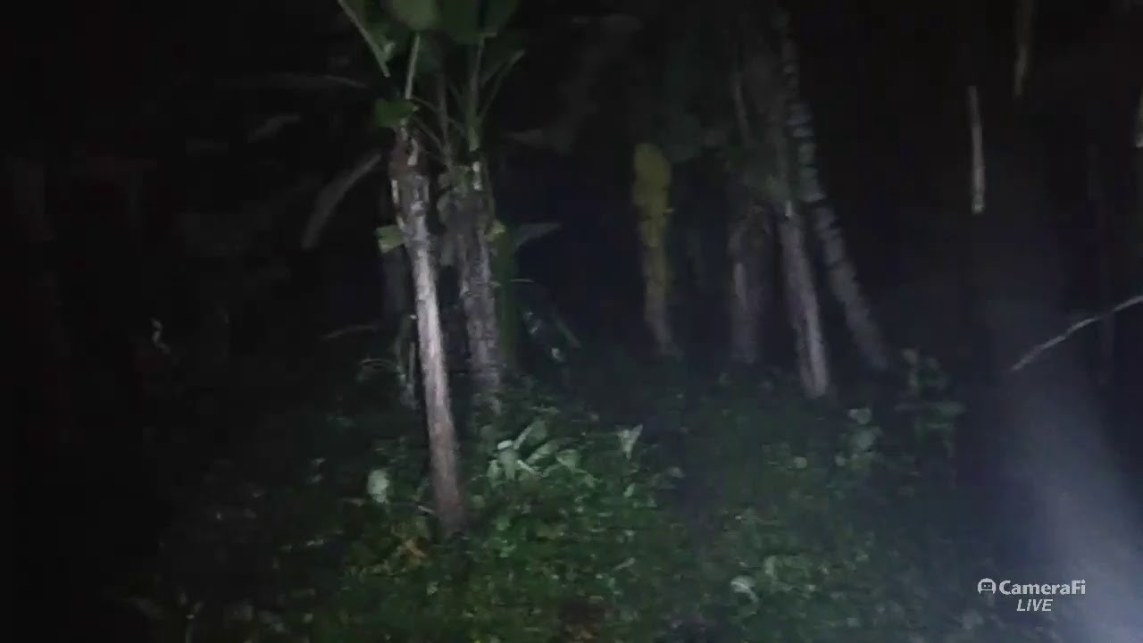 buta ijo penunggu pohon besar - YouTube