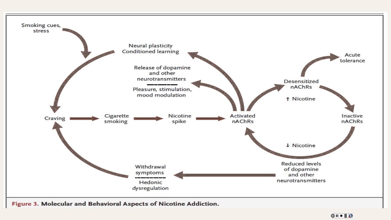 Module 4 Understanding Nicotine Addiction - YouTube