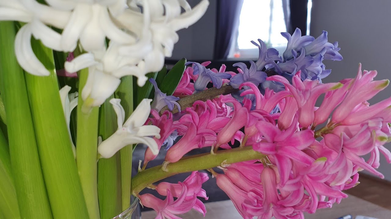 Zumbul #flowers #hyacinth #girlshacks - YouTube