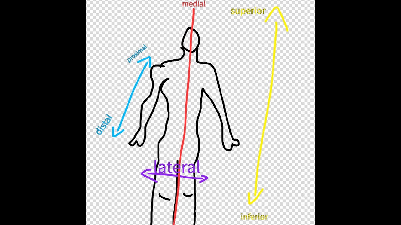 The skeletal System (TF2) - YouTube