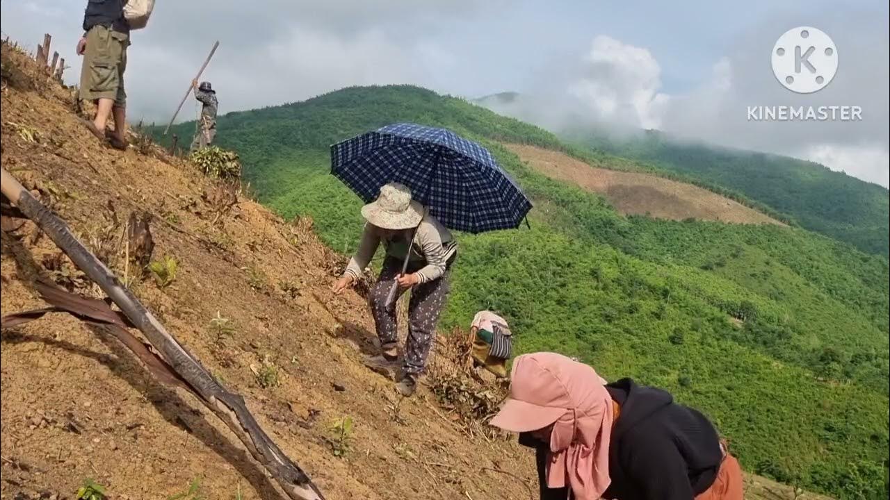 Hnub no cog nplej ma tshav thiaj li txawj kub li o. - YouTube