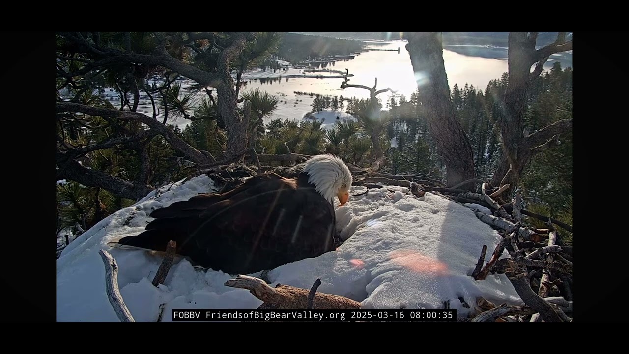 1/ 2025-03-16 8:00:06 BALD EAGLES & (2) EAGLETS NEST CAM Clips Courtesy ...