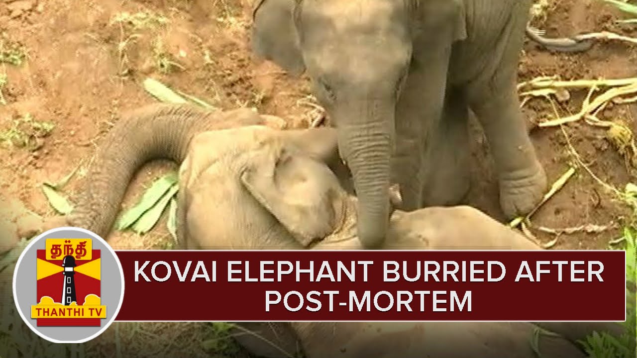 Kovai Elephant burried after post- mortem | Thanthi TV - YouTube