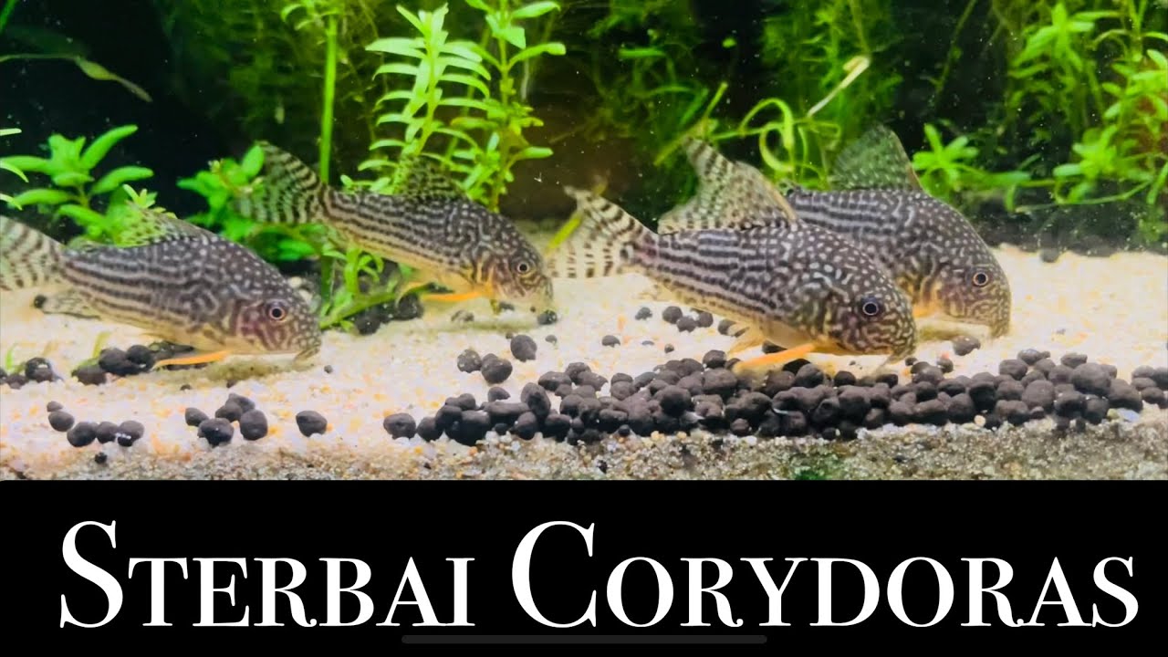 Large Sterbai corydoras in home aquarium - YouTube