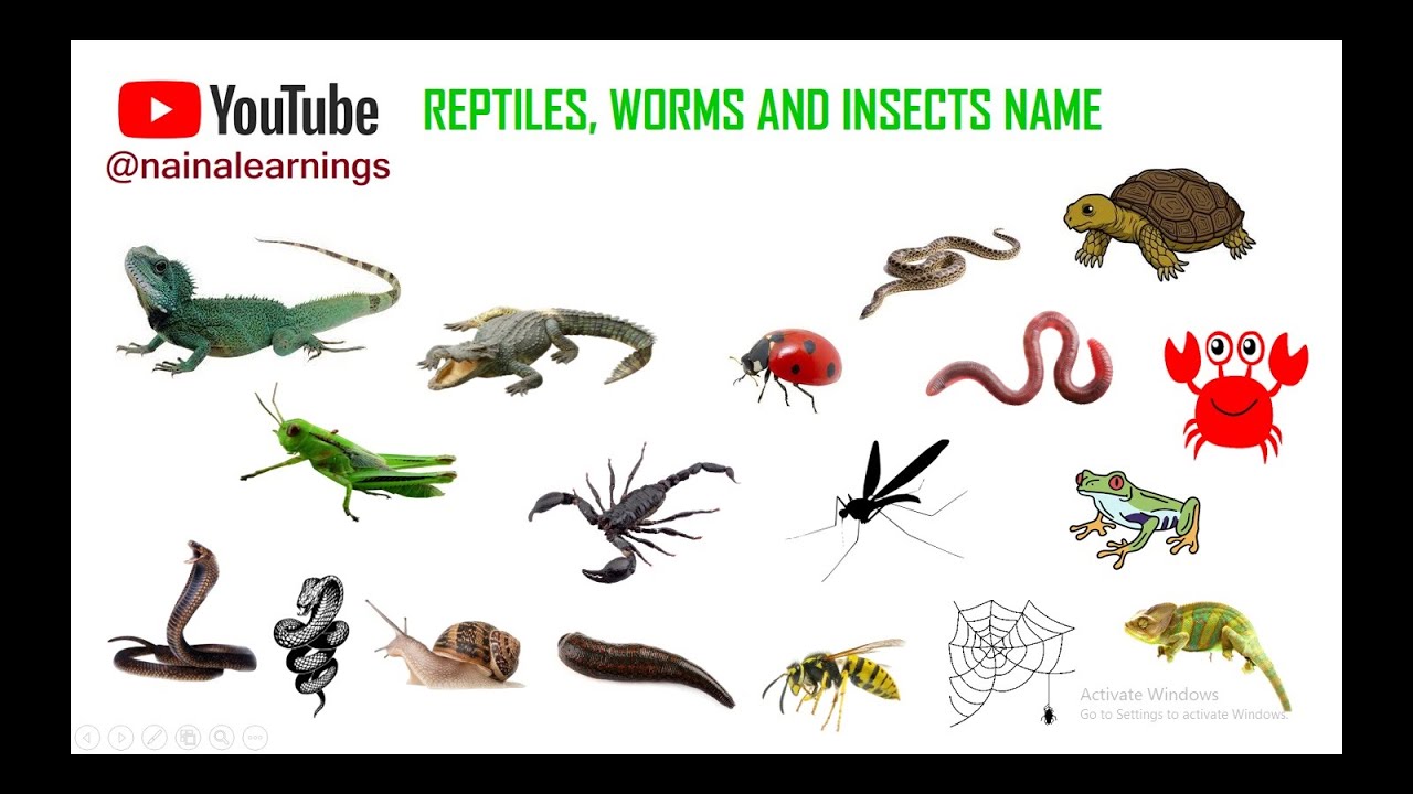 Reptiles and Insects Name || English - Hindi || Dictionary || Reptiles ...