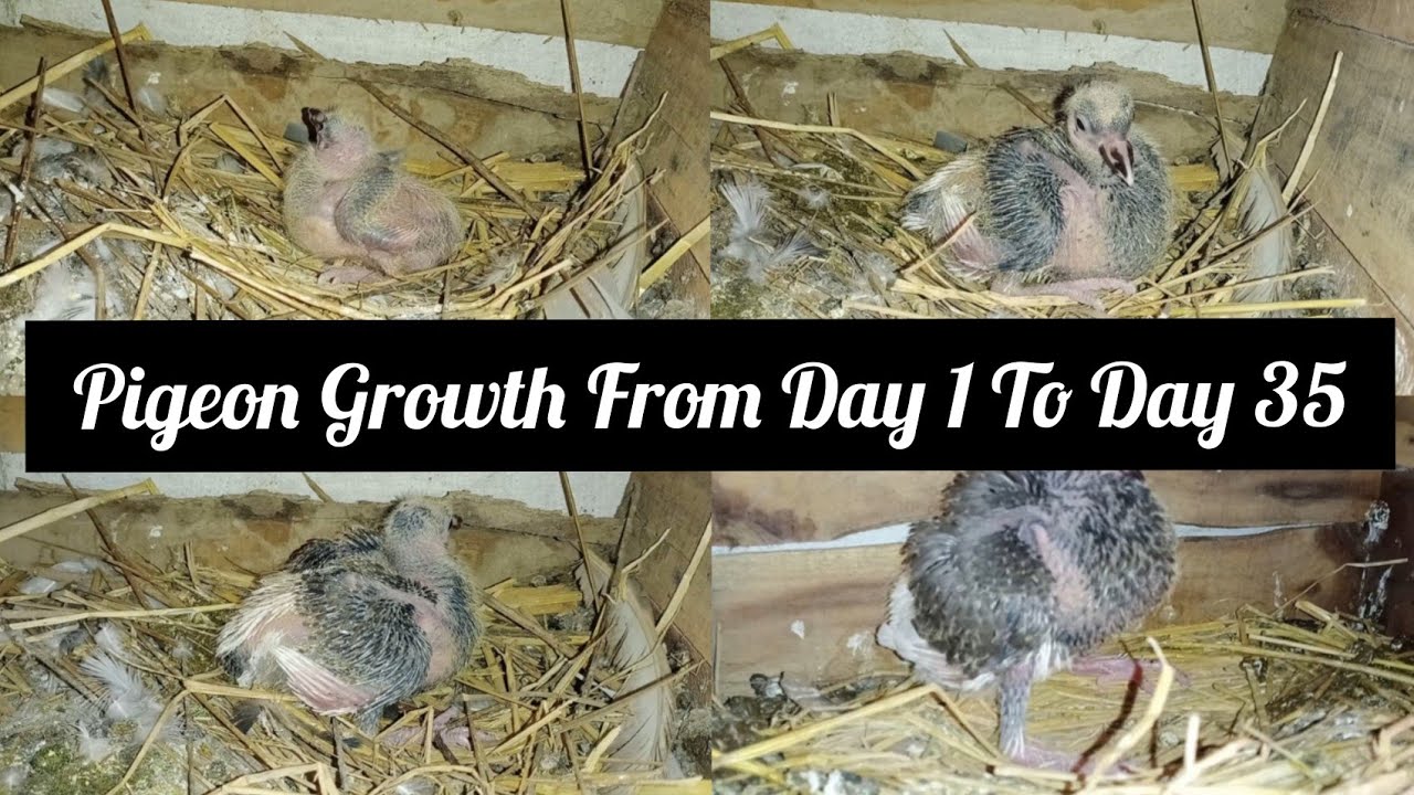 Baby Pigeon Growth From Day 1 To Day 35 - YouTube