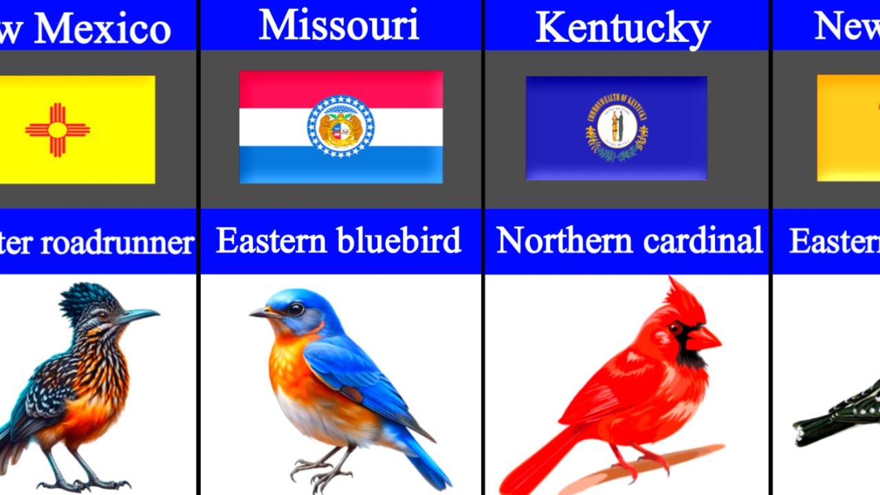 The Most Popular Birds Every State in America | Popular Birds Each U.S ...