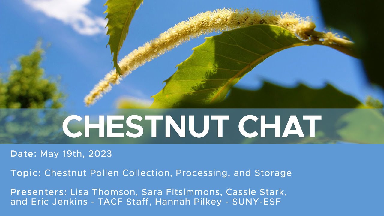 Chestnut Chat: Chestnut Pollen Collection, Processing, and Storage ...