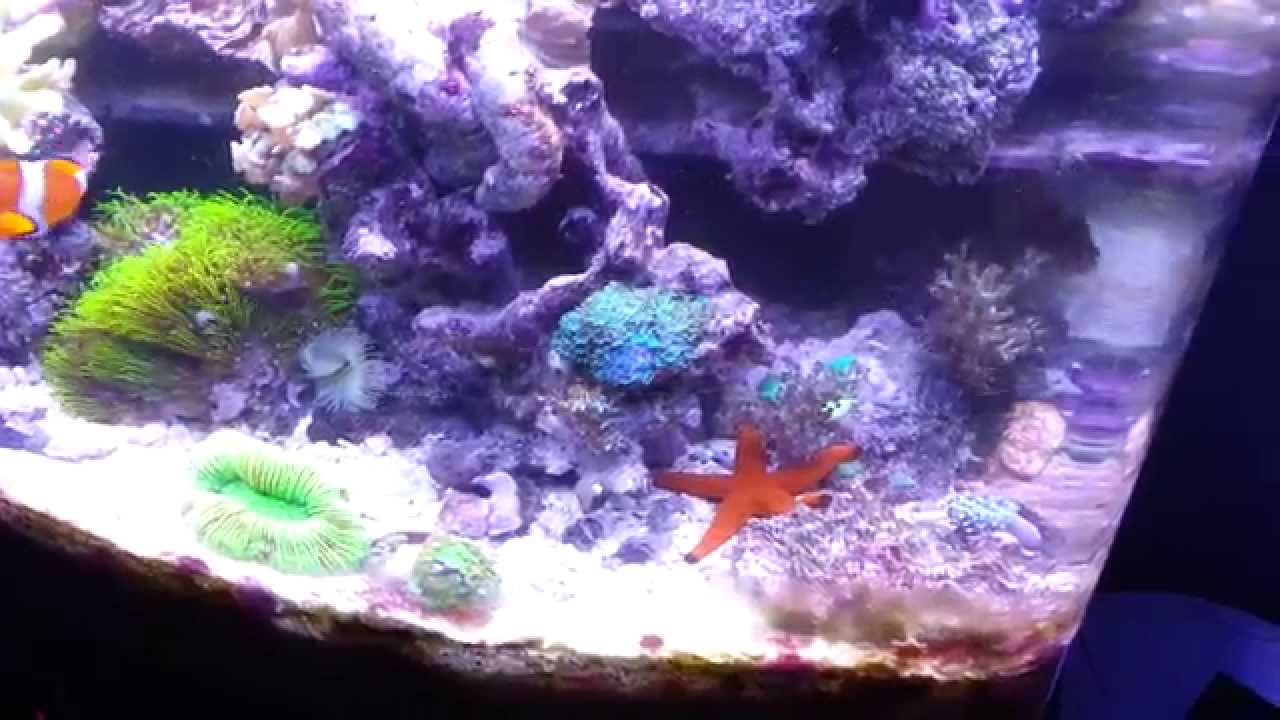 Sera Marin Biotop Cube 130 - LED 278 W - kleines Update August 2014 ...