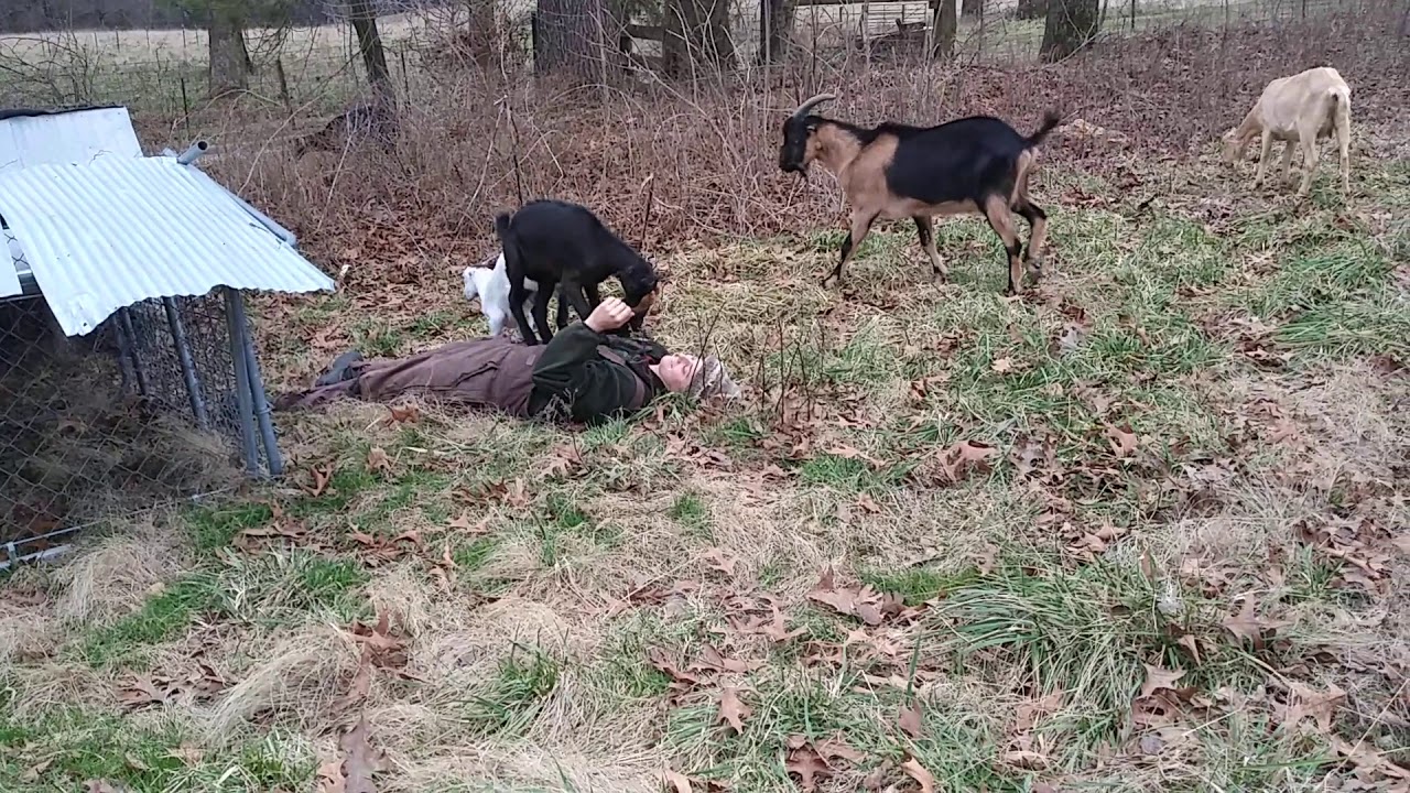 Goat Napping It's Like Goat Yoga But NOT! - YouTube