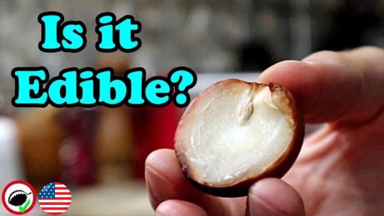 Avocado Seeds - Weird Fruit Explorer - YouTube