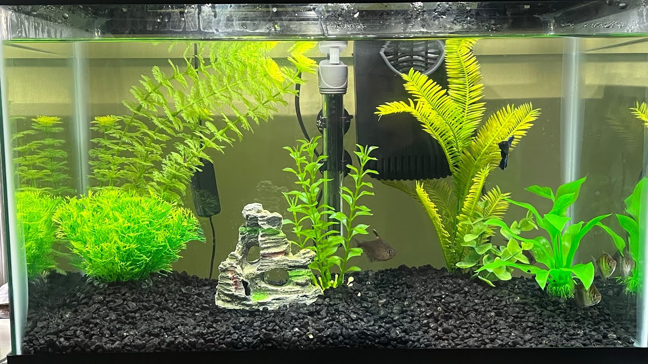 My first fish tank! - YouTube