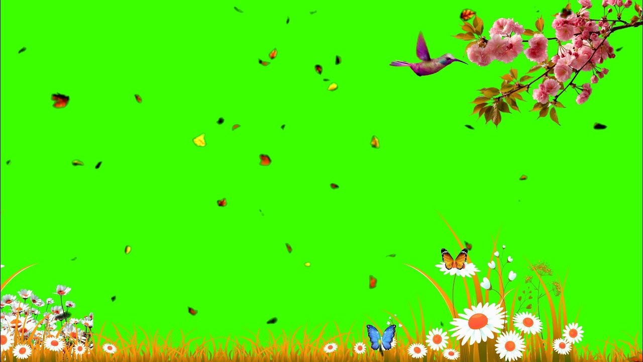 Falling Flower Green Screen Template Video Background | Green Screen ...