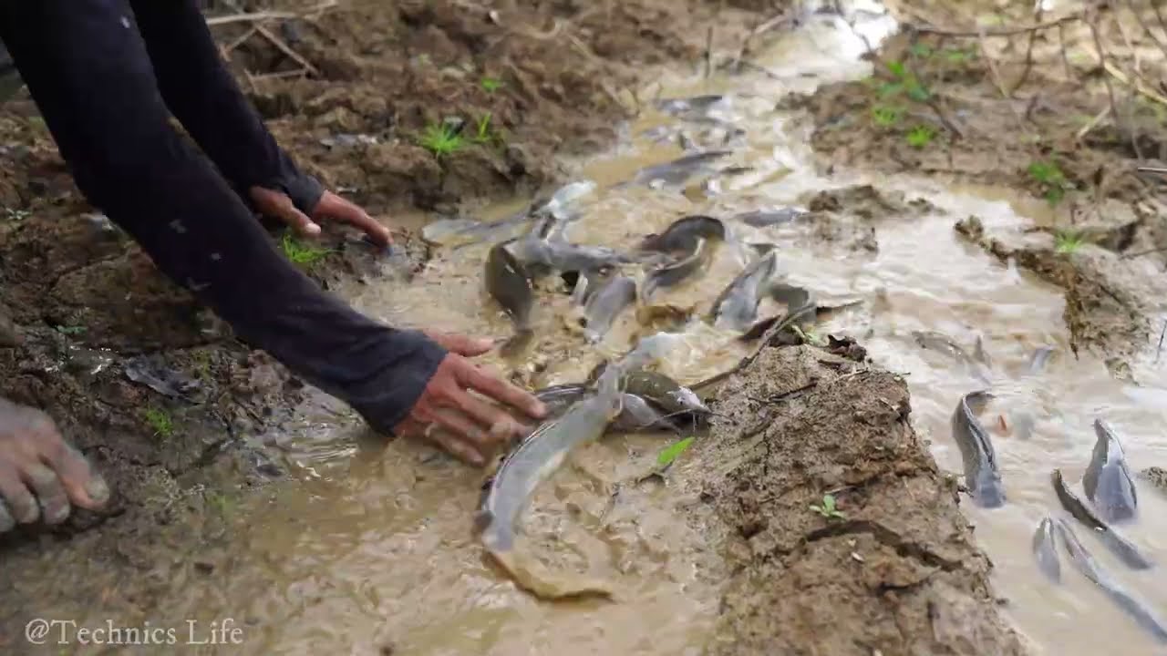Full Video Exciting fishing using big techniques to catch more fish in ...
