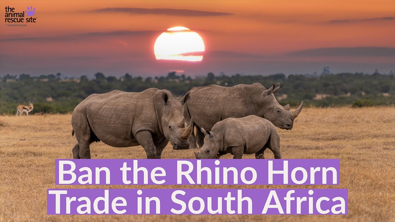 Ban the Rhino Horn Trade in South Africa - YouTube