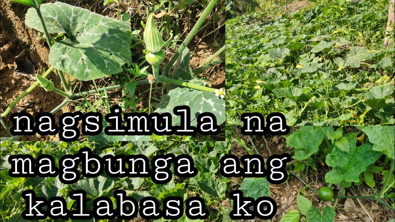 Nagsimula Na Magbunga Ang Kalabasa Ko Kalabasa Youtube