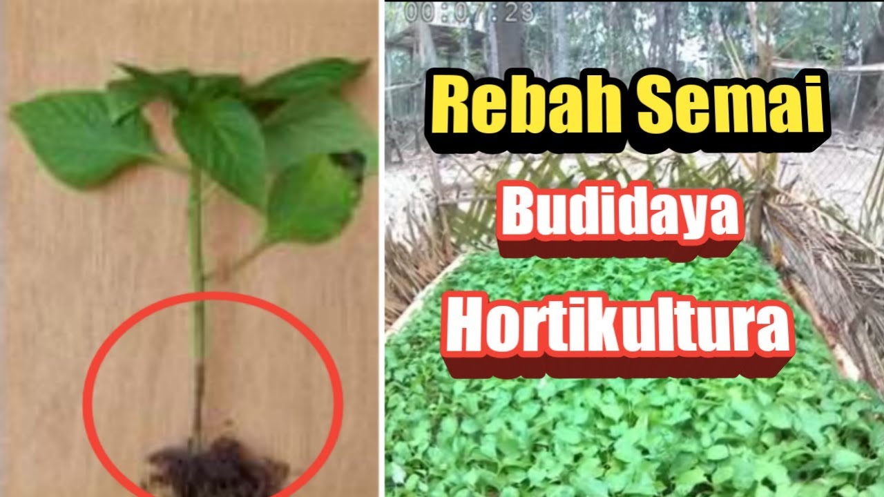 Pengendalian penyakit rebah semai pada tanaman cabai, tomat dan lain ...