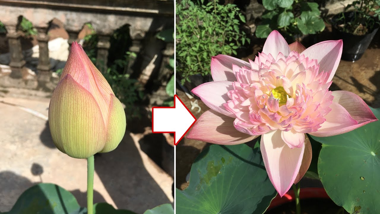 How to help super lotus bloom early | Grow lotus at home - YouTube