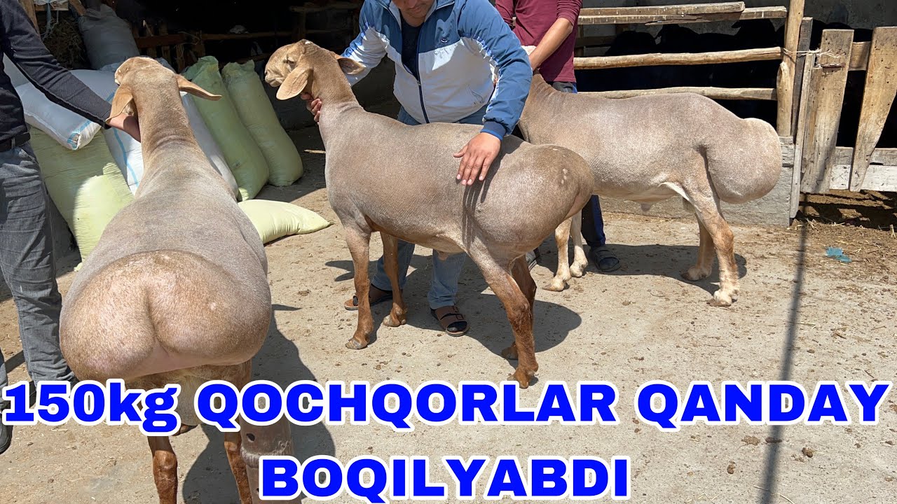 QANDAY QOY BOQISH KERAK BOSHIGA TAYORLARI KELDI☎️916793759 - YouTube