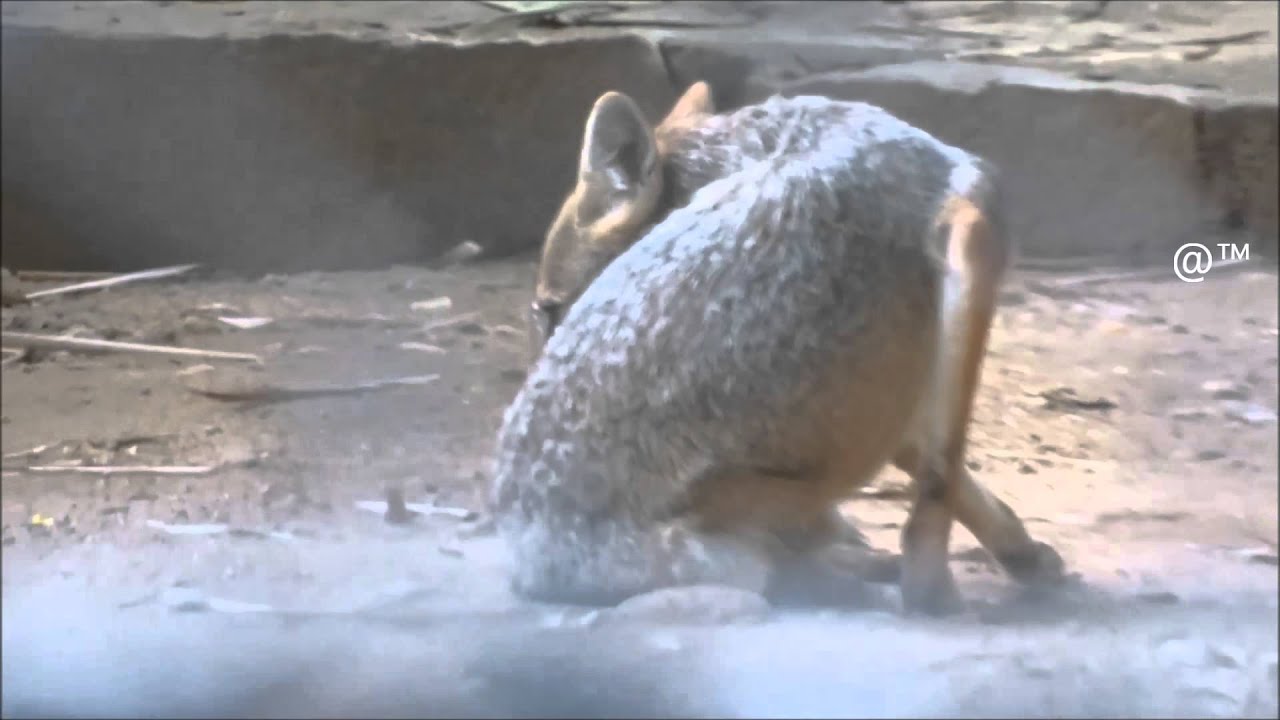 Angry Jackal - YouTube