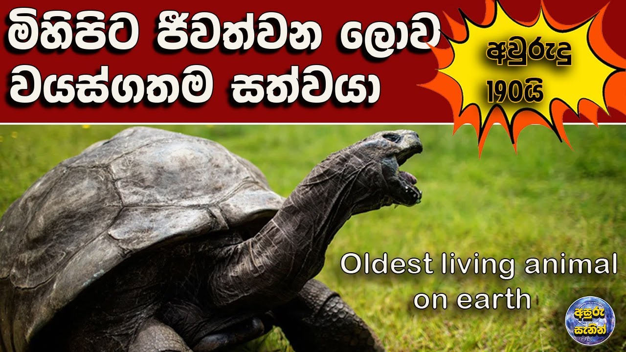 The world’s oldest living land animal Jonathan ලොව වයස්ගතම සත්වයා 2023 ...