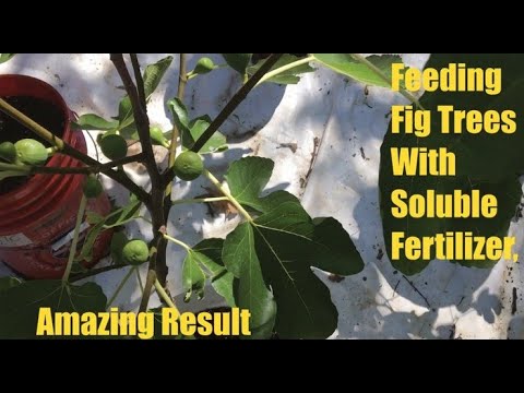 How I Feed My Fig Trees With Soluble Fertilizer. Amazing Result - YouTube